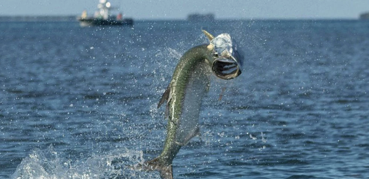 Key West Fishing Tours & Deep Sea Charters | Gulfstream Party Boat